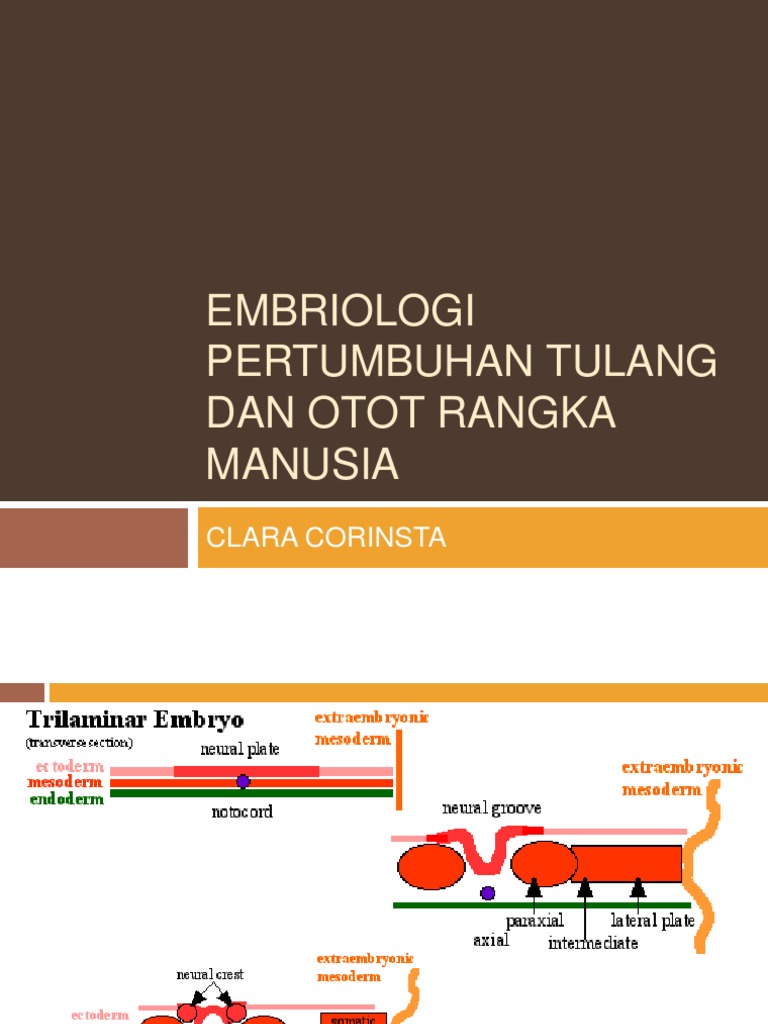 Embriologi Pertumbuhan Tulang Dan Otot Rangka Manusia | PDF