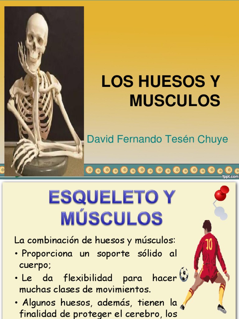 Huesos y Musculos | PDF