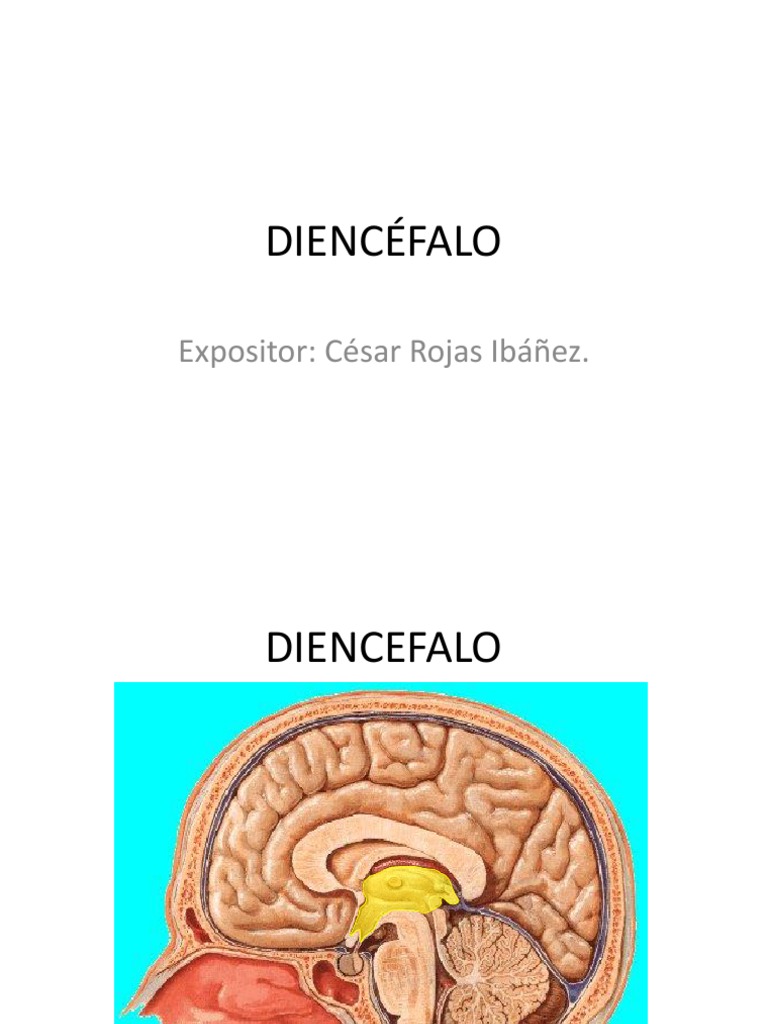 Diencefalo Medicina Humana 2012 | PDF | Tálamo | Hipotálamo