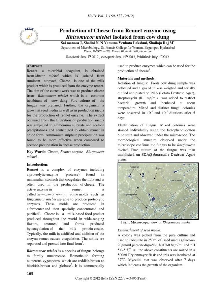 Production of Cheese From Rennet Enzyme Using Rhizomucor Miehei ...