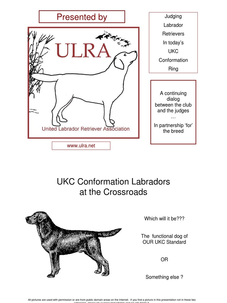 Labrador Retriver Standard | PDF | Labrador Retriever | Animal Breeding