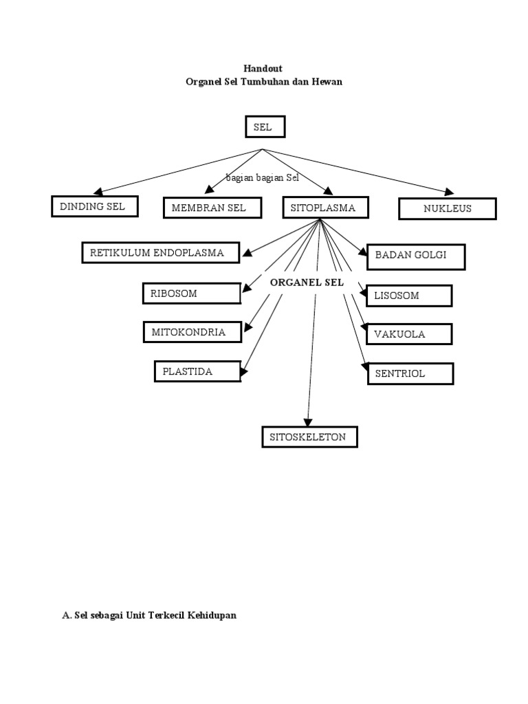 Handout Sel Tumbuhan Dan Hewan | PDF
