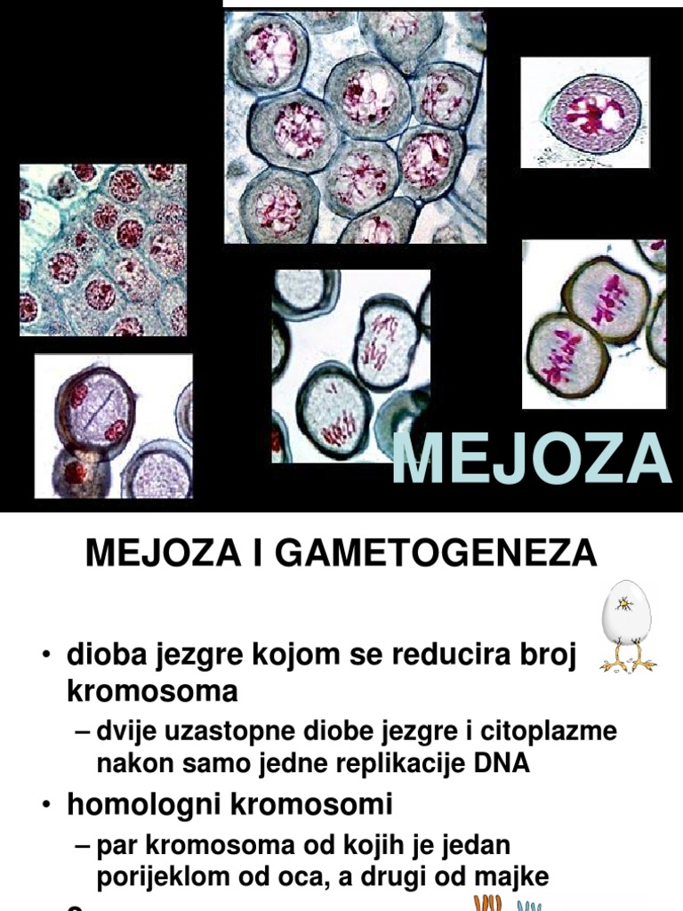 Mejoza | PDF