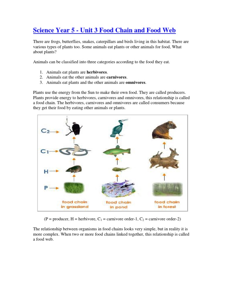 Food Chains and Webs for Year 5 Science | PDF | Wellness
