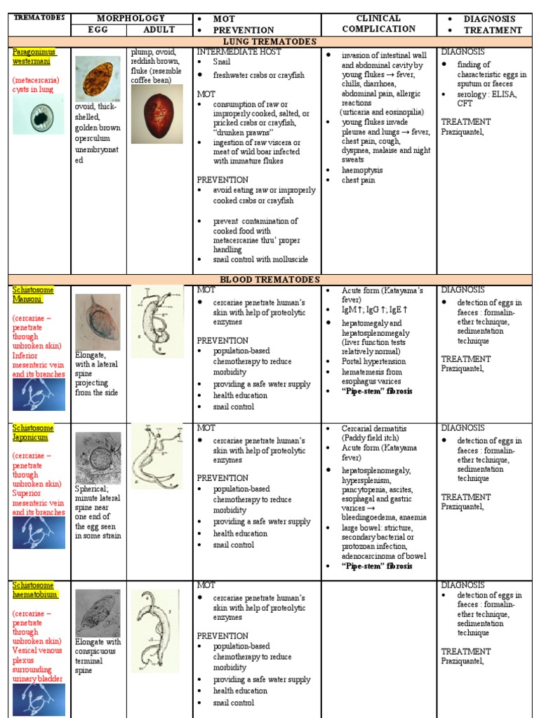 Helminth 4 | PDF | Medical Specialties | Diseases And Disorders