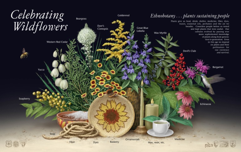 USFS Celebrating Wildflowers Ethnobotany Poster by Artist Steve ...