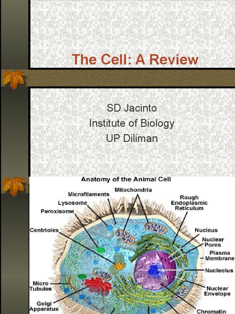 Introduction to Cell Structure | PDF | Cell (Biology) | Cell Membrane