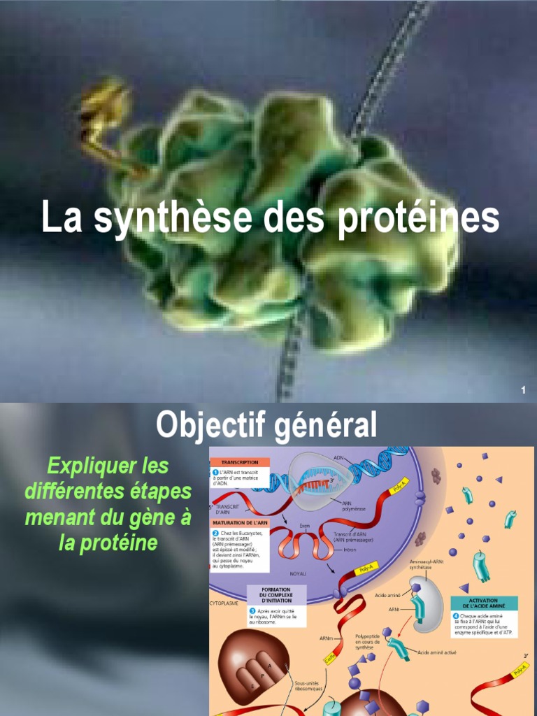 Biologie - Cours: 2: La synthèse des protéines