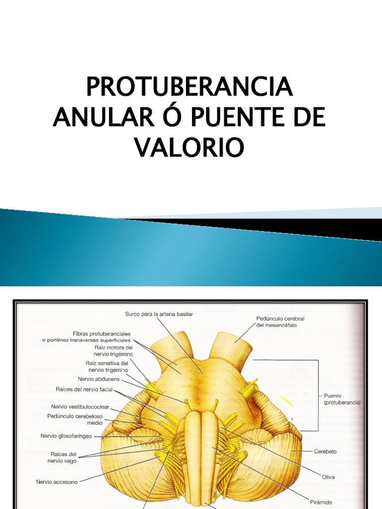 Protuberancia Anular o Puente de Varolio Snell