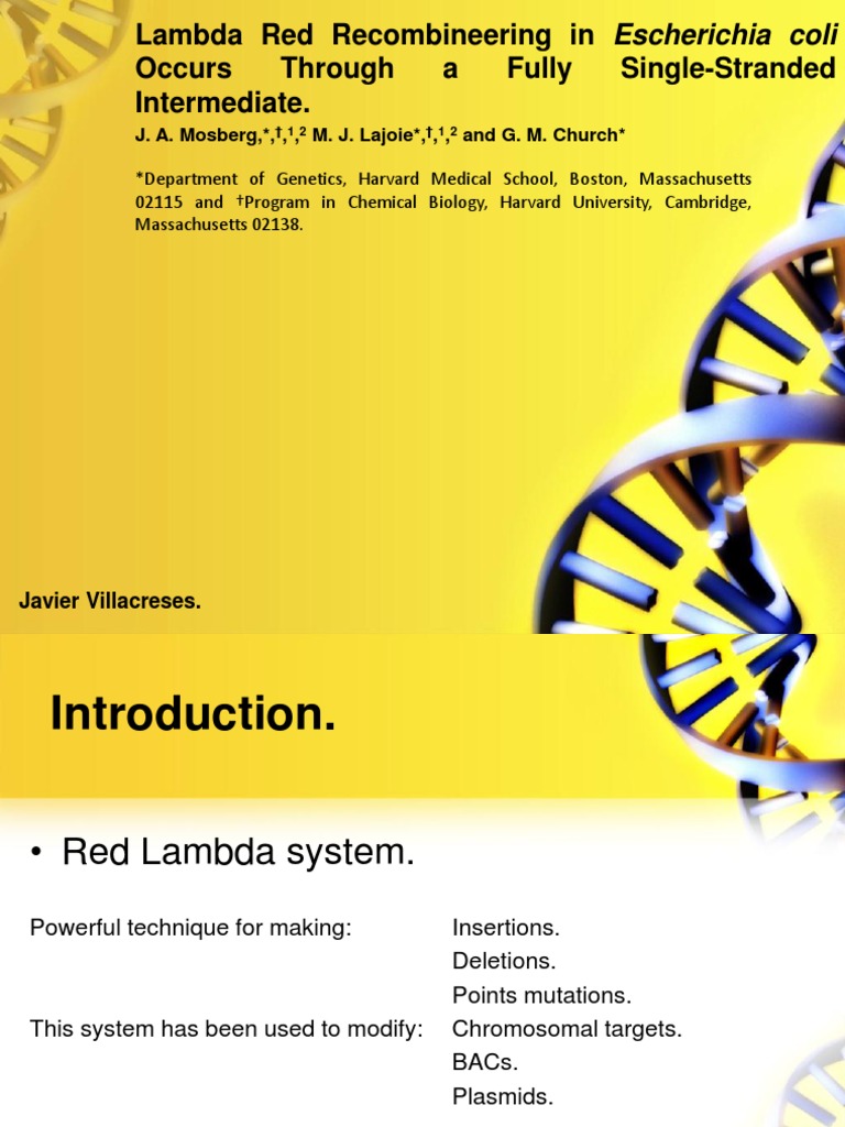 Lambda Red Recombineering in E. coli | PDF | Genetic Recombination | Dna
