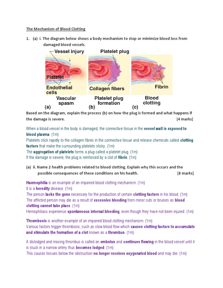 Blood Clotting Mechanism Explained | PDF | Thrombosis | Coagulation