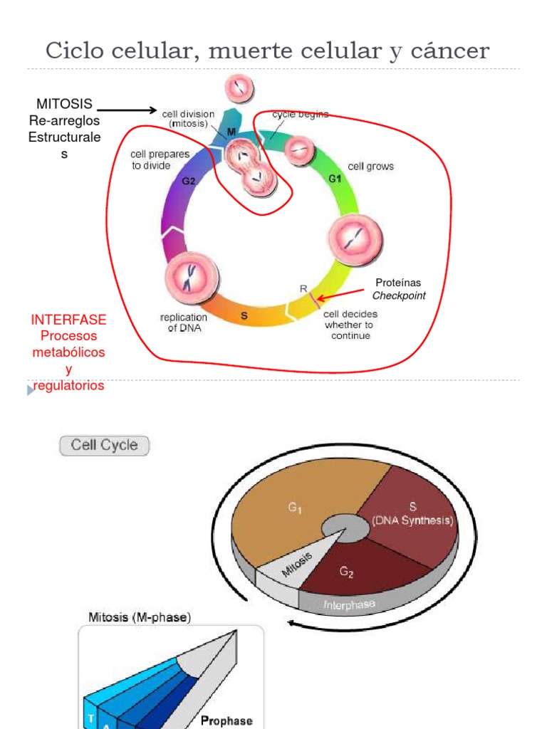 VII. Ciclo celular, muerte celular y cáncer. | P53 | Cáncer