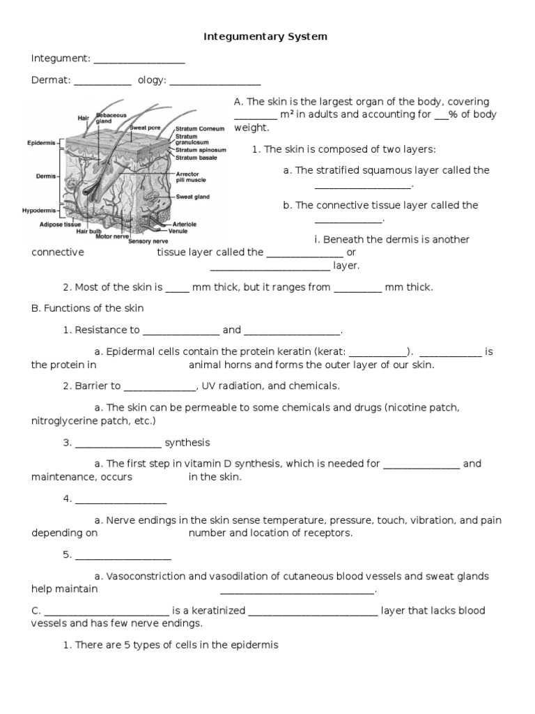 Integumentary | Skin | Integumentary System