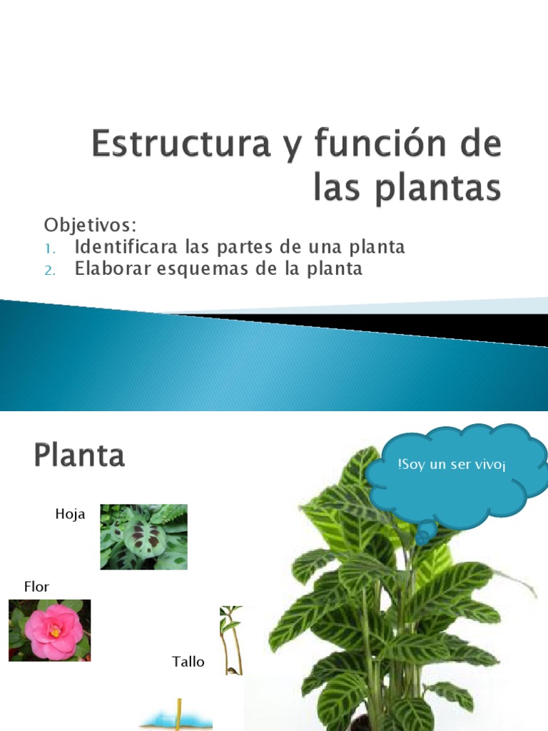 Estructura y Función de Las Plantas Examen | PDF
