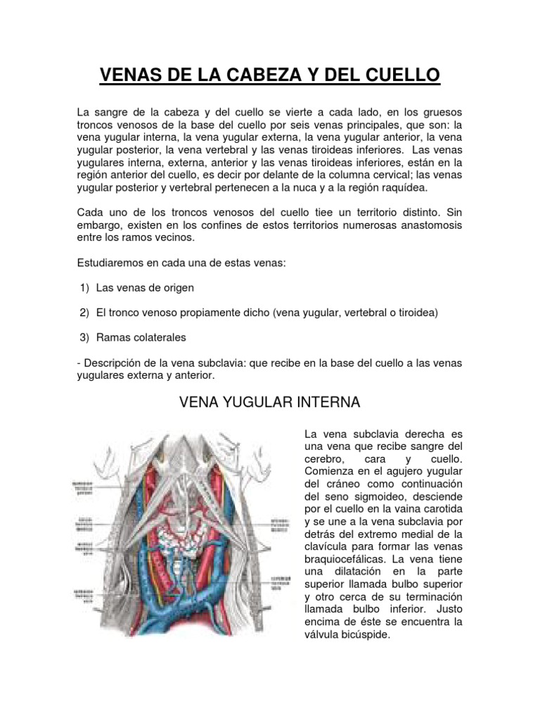 Anatomía de las venas del cuello | PDF | Cerebelo | Arteria carótida común