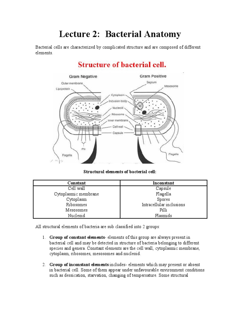 2 Bacterial Anatomy | PDF | Bacteria | Cell Wall