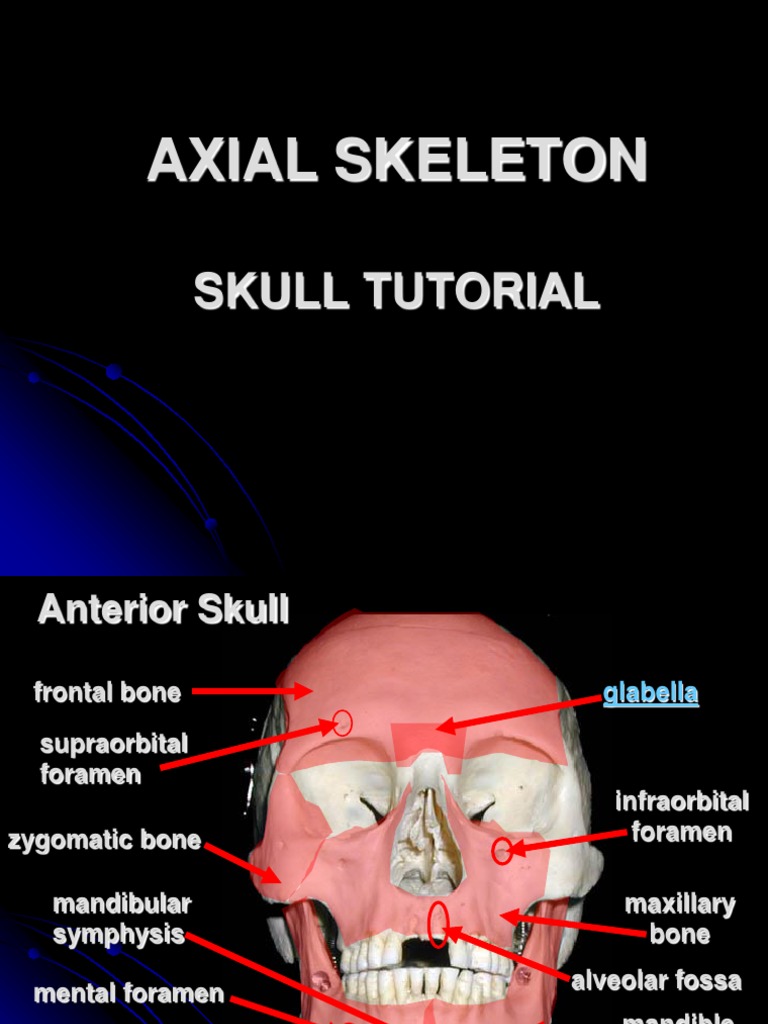 Axial Skeleton: Skull Tutorial | PDF | Language Arts & Discipline