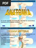 Anatomía de las vértebras D10, D11 y D12 | PDF | Vértebra | Tórax
