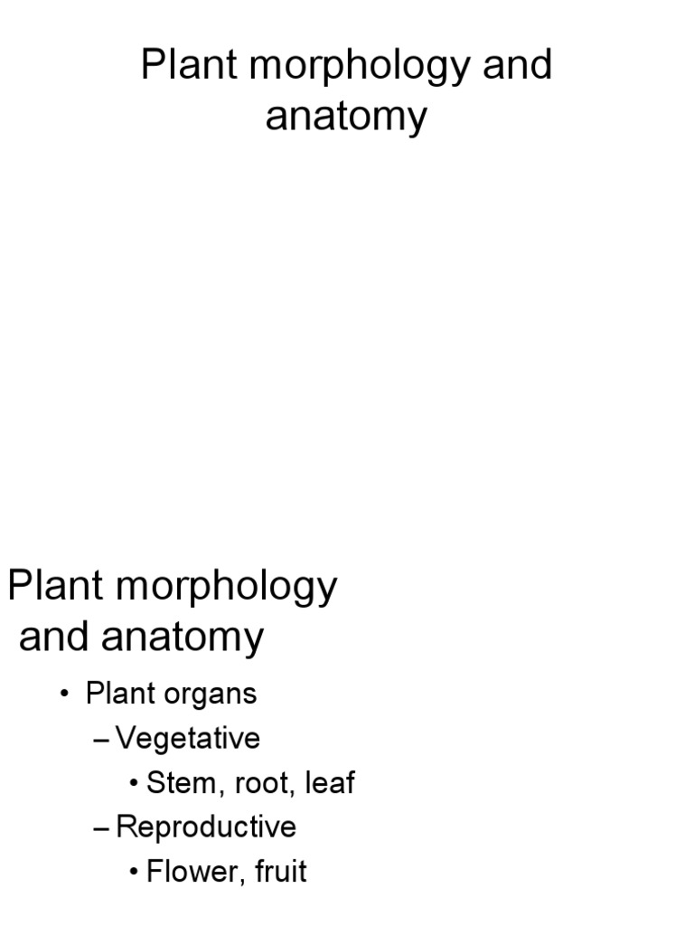 14 Plant Morphology and Anatomy BB | PDF | Tissue (Biology) | Plant Stem