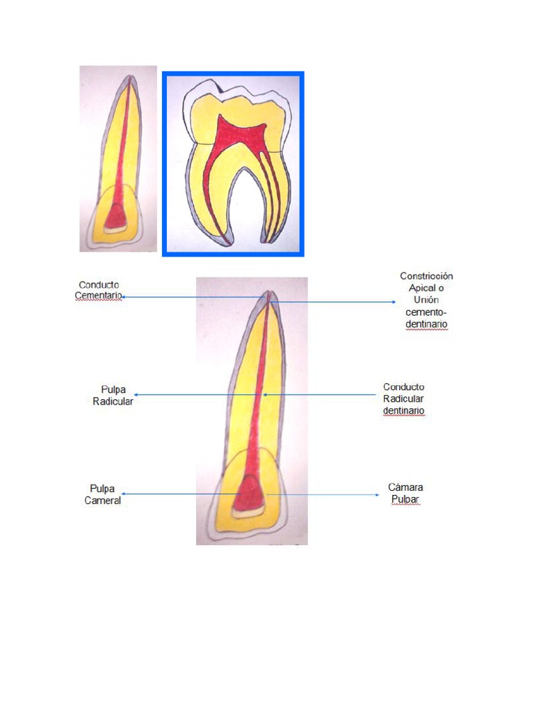 ANATOMÍA TOPOGRÁFICA DE LA CAVIDAD PULPAR | Raíz | Anatomía dental