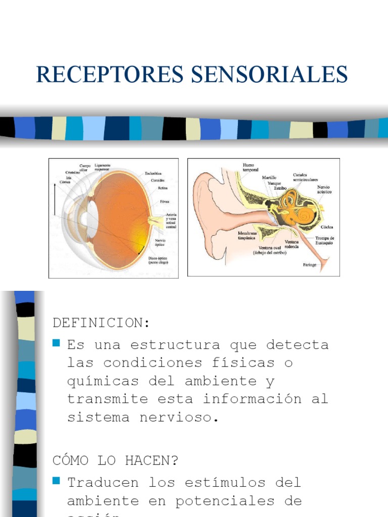 Receptores Sensoriales | Estímulo (fisiología) | Gusto