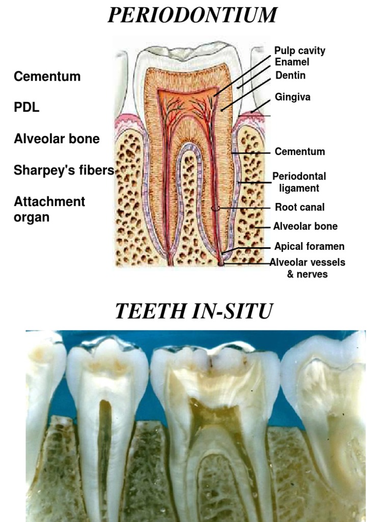 Periodontium 1 | PDF | Human Tooth | Tooth