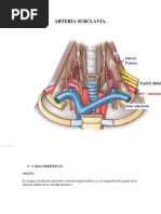 Anatomía de la Región Supraclavicular | PDF | Sistema linfático | Tórax