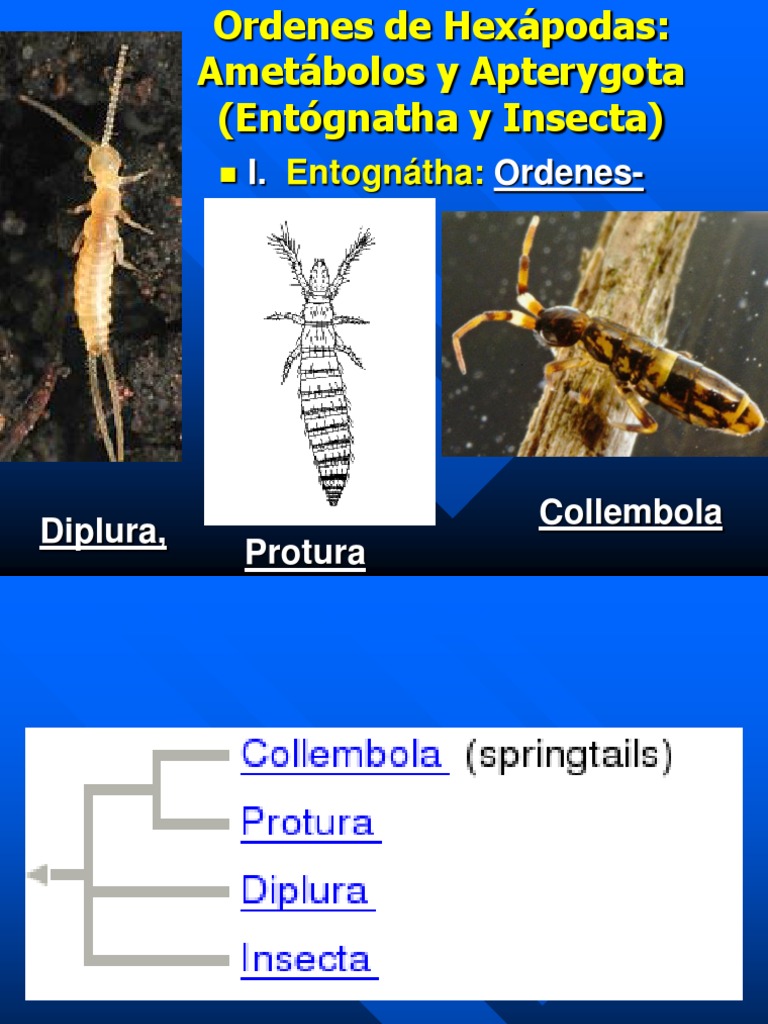 Chapter 17 Ametabolos and Ephemeroptera | Hexapoda | Insectos