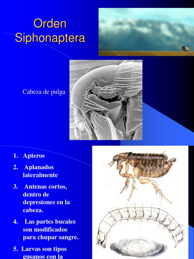 Chapter 31 Orden Siphonaptera | PDF