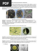 Atlas de Hongos Filamentosos | PDF | Aspergilo | Hongo