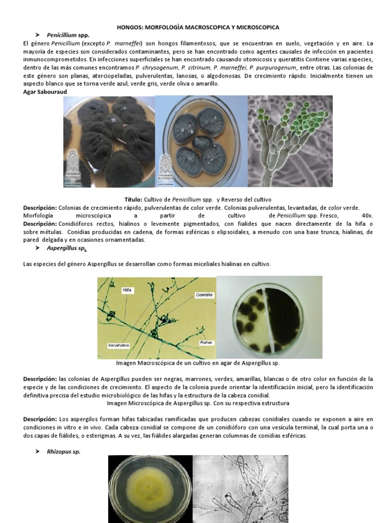 HONGOS | PDF | Aspergilo | Hongo