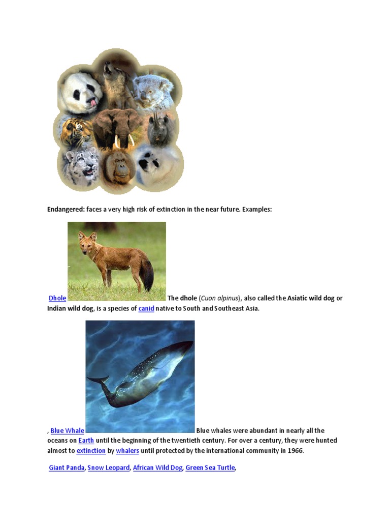 Blue Whale: Endangered Species Overview | PDF | Science & Mathematics