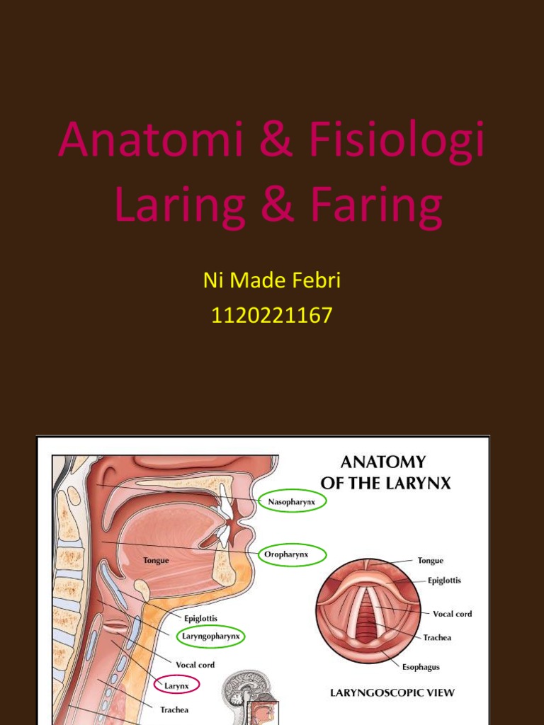 Anatomi Laring & Faring | PDF | Ilmu Sosial | Kesehatan Holistik