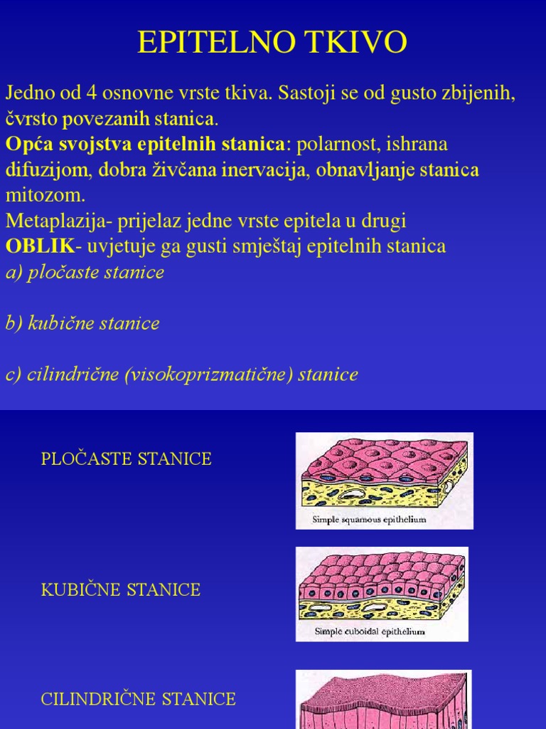 Epitelno Tkivo | PDF