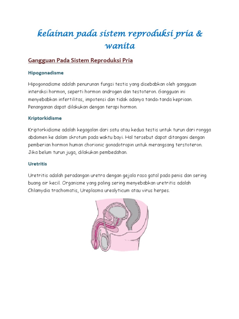Kelainan Pada Sistem Reproduksi Pria