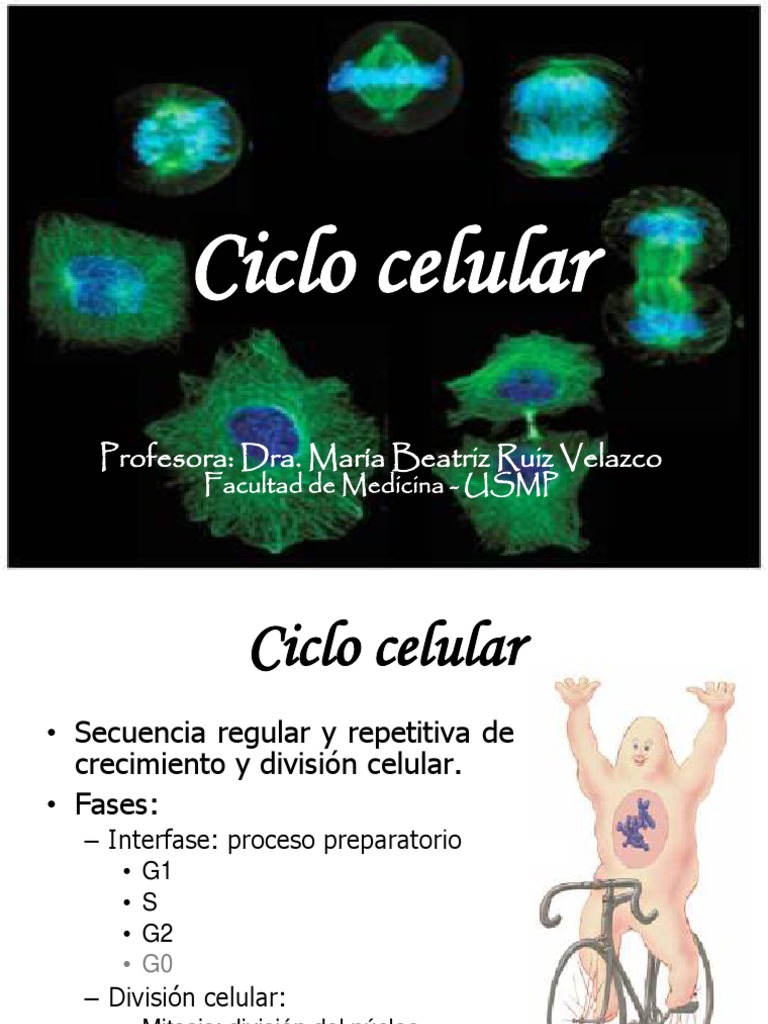 CLASE 12 - CICLO CELUALR - Nucleo Celular - PPTX | PDF