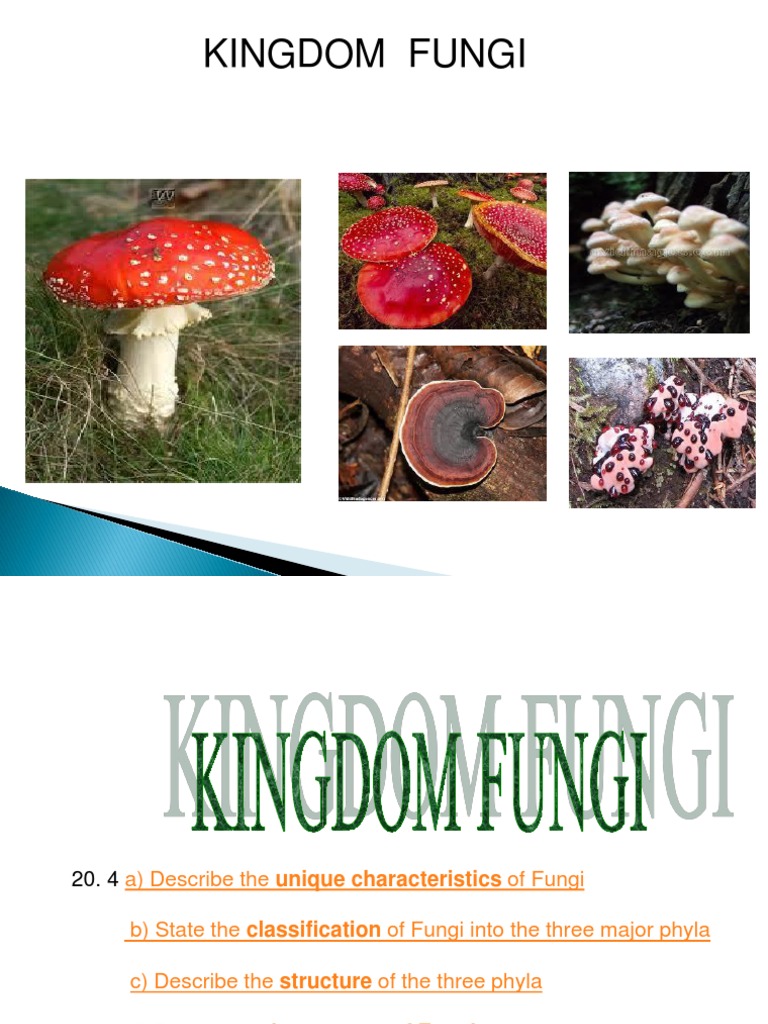 11.4 Kingdom Fungi | PDF | Fungus | Cell (Biology)