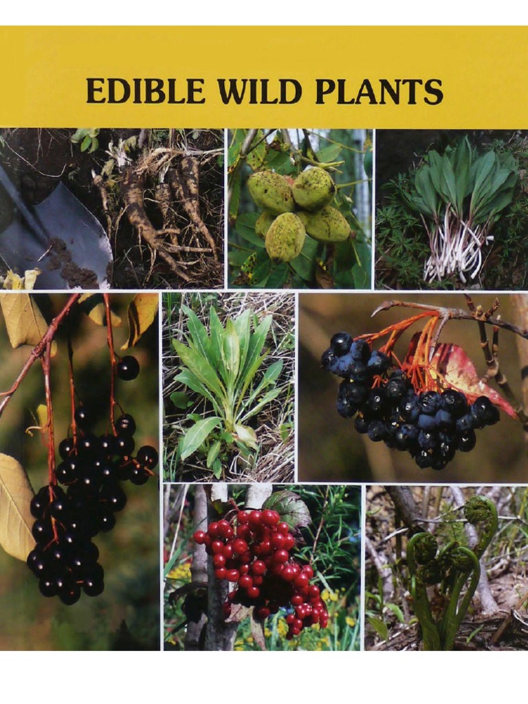 Edible Wild Plants | PDF | Berry | Strawberry