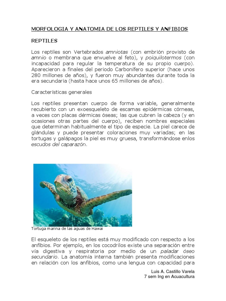 Anatomía de Reptiles y Anfibios | PDF | Reptil | Anfibio