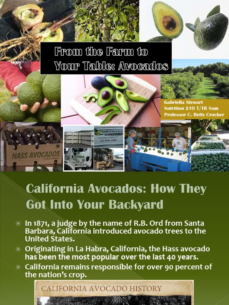 Avocados: From The Farm To Your Table | PDF | Avocado | Dietary Fiber