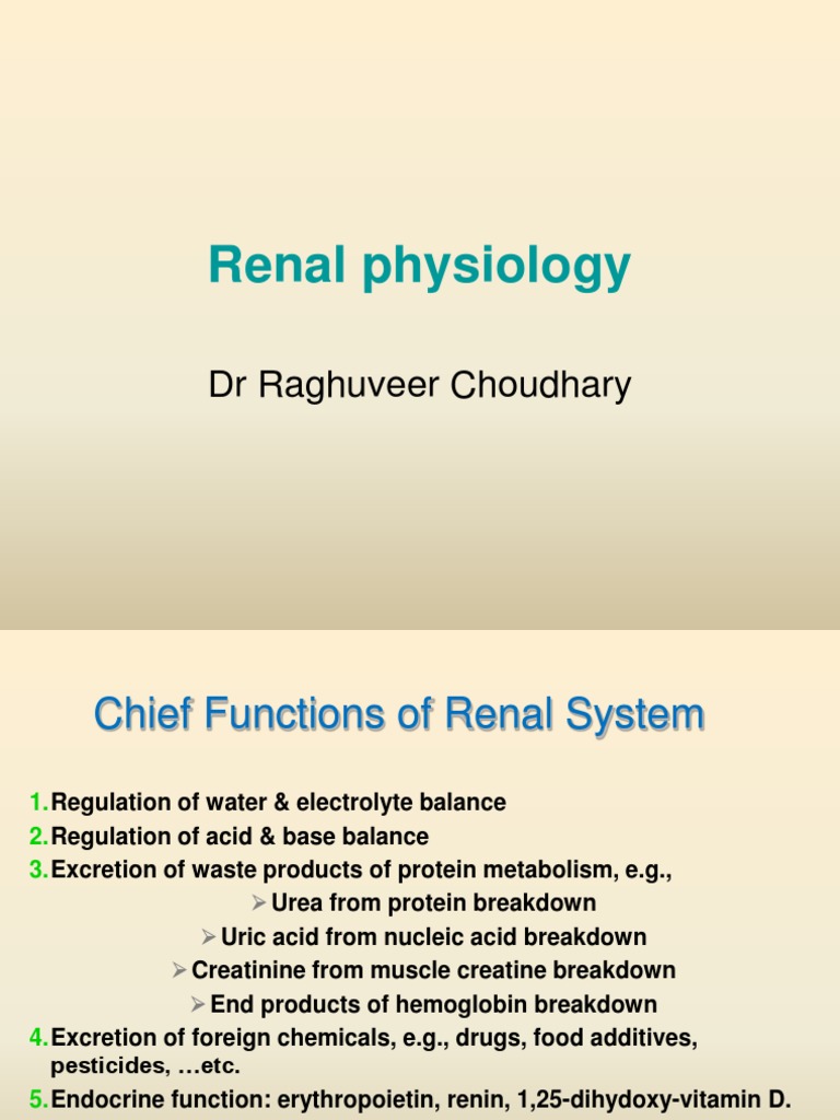 Renal Physiology | PDF | Renal Function | Kidney