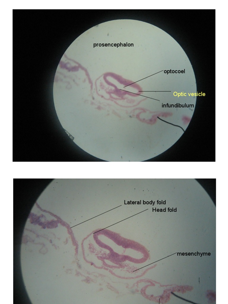 33hr Chick Serial | PDF | Science & Mathematics