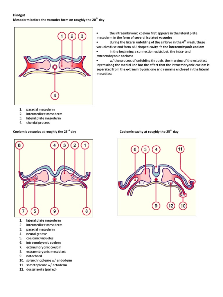 Intraembryonic Coelom Development | PDF