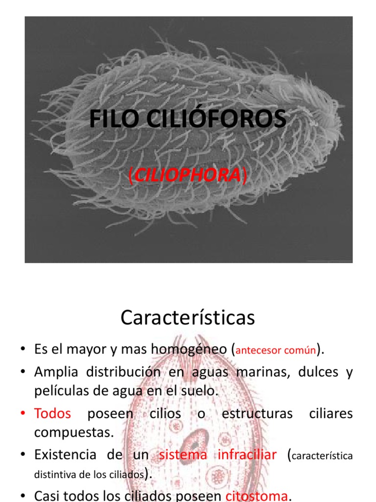 Características de los Ciliados Ciliophora | PDF | Biología | Naturaleza