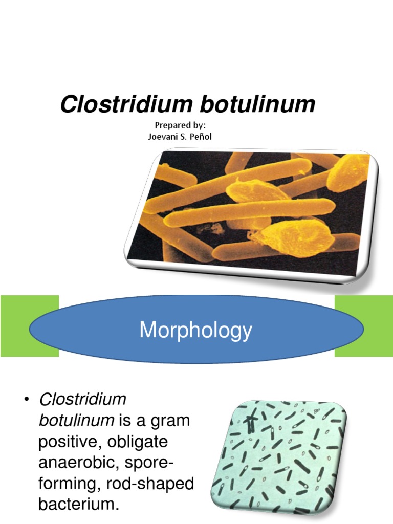Clostridium Botulinum Overview and Risks | PDF | Botulinum Toxin ...