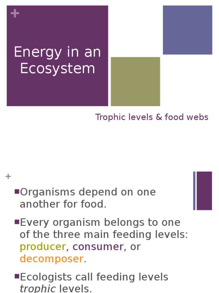 Trophic Levels and Food Webs Explained | PDF