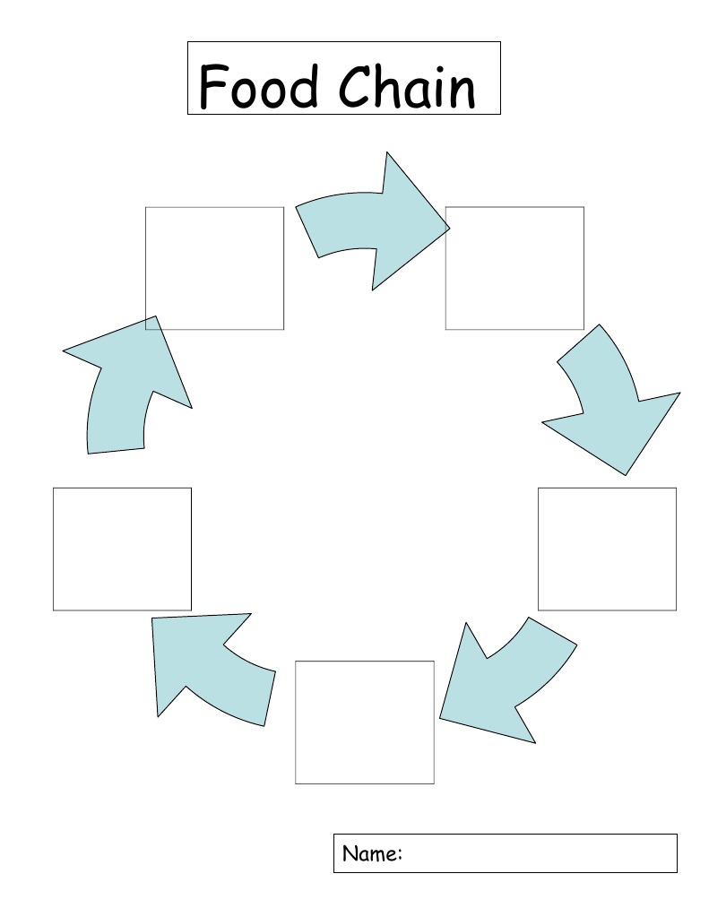 Food Chain Graphic Organizer | PDF | Foods