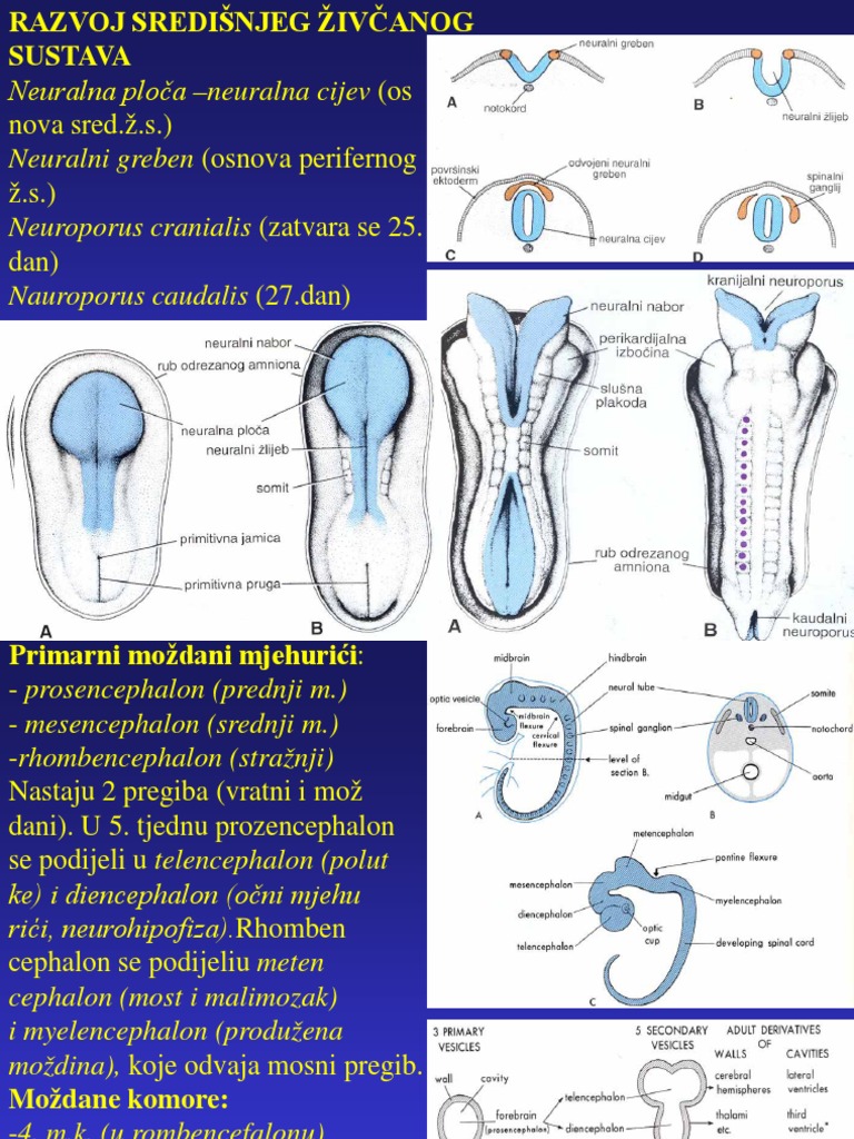 Embriologija - Razvoj Nervnog Sistema