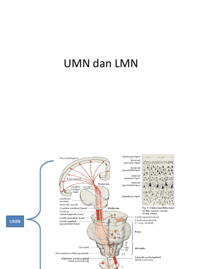 LMN & Umn | PDF