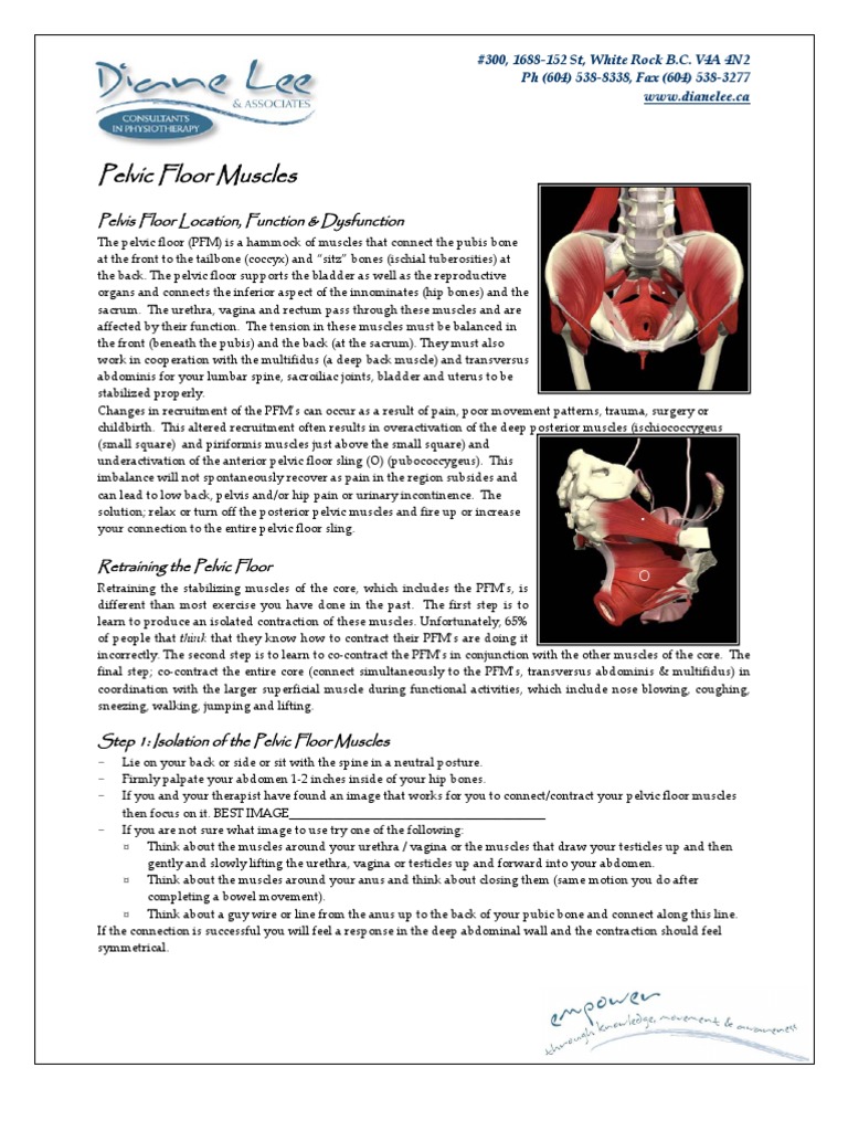 Pelvic Floor | PDF | Pelvis | Abdomen